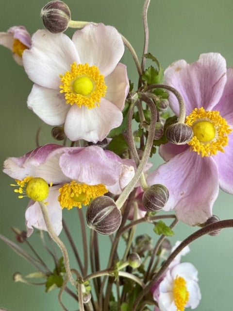 Shop All | Golden Flora